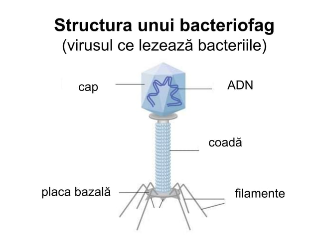 Virusuri.ppt