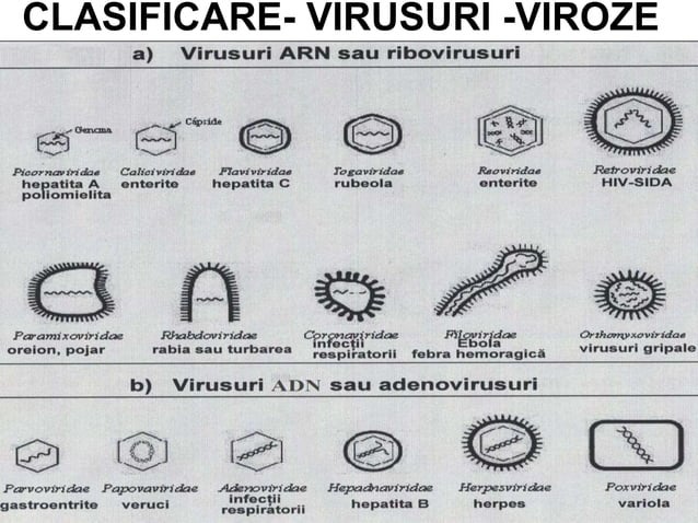 Virusuri.ppt