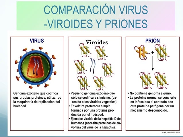 Virus viroides y priones Final