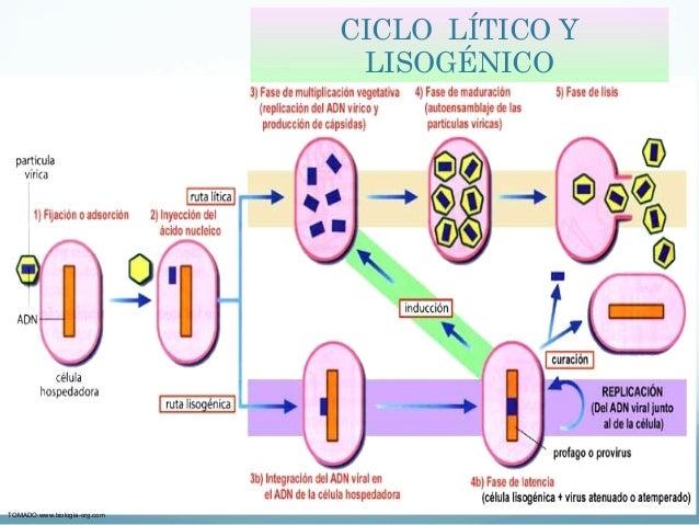 Virus viroides y priones Final