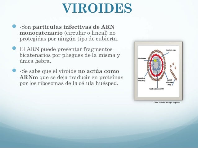 Virus viroides y priones Final