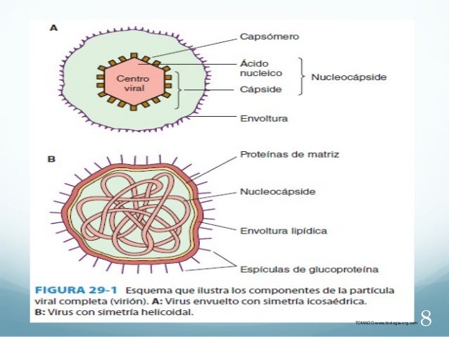 Virus viroides y priones Final