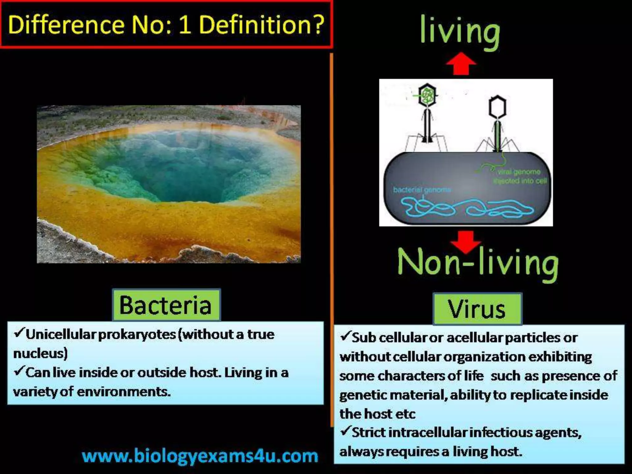 7 Major Differences between Virus and Bacteria (Virus vs bacteria) | PPTX
