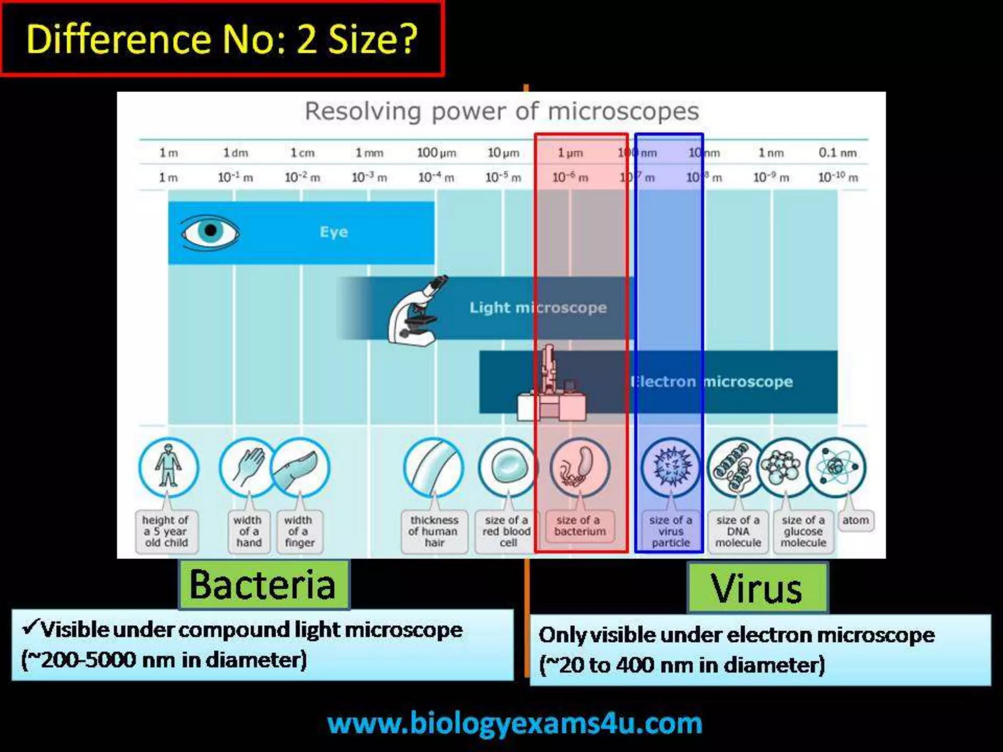7 Major Differences between Virus and Bacteria (Virus vs bacteria) | PPTX