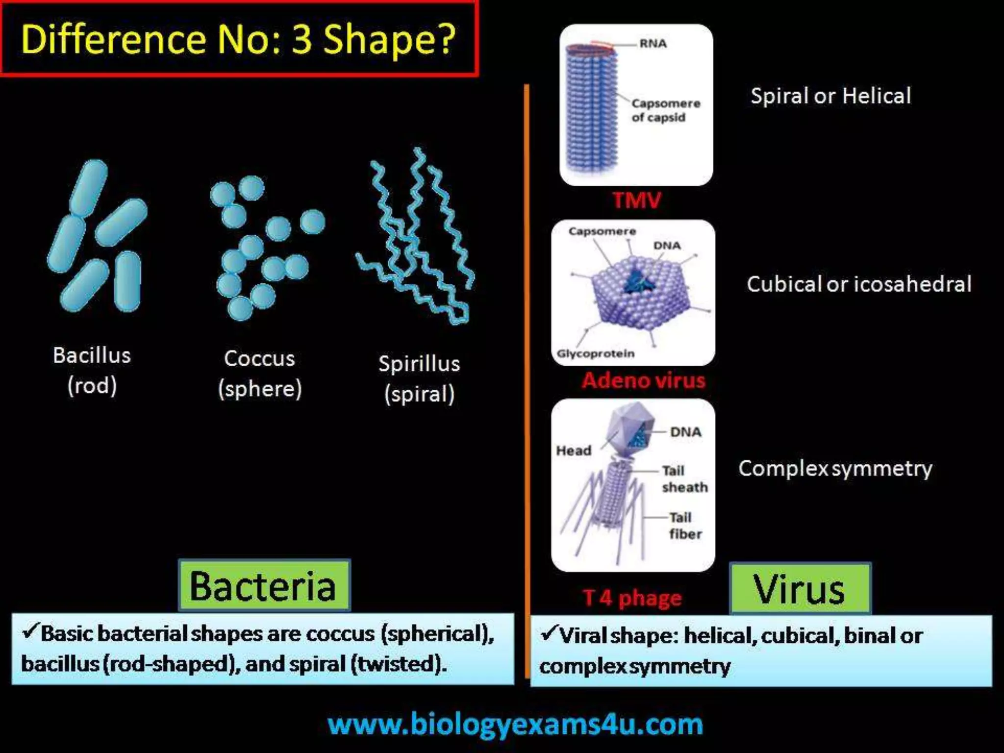 7 Major Differences between Virus and Bacteria (Virus vs bacteria) | PPTX