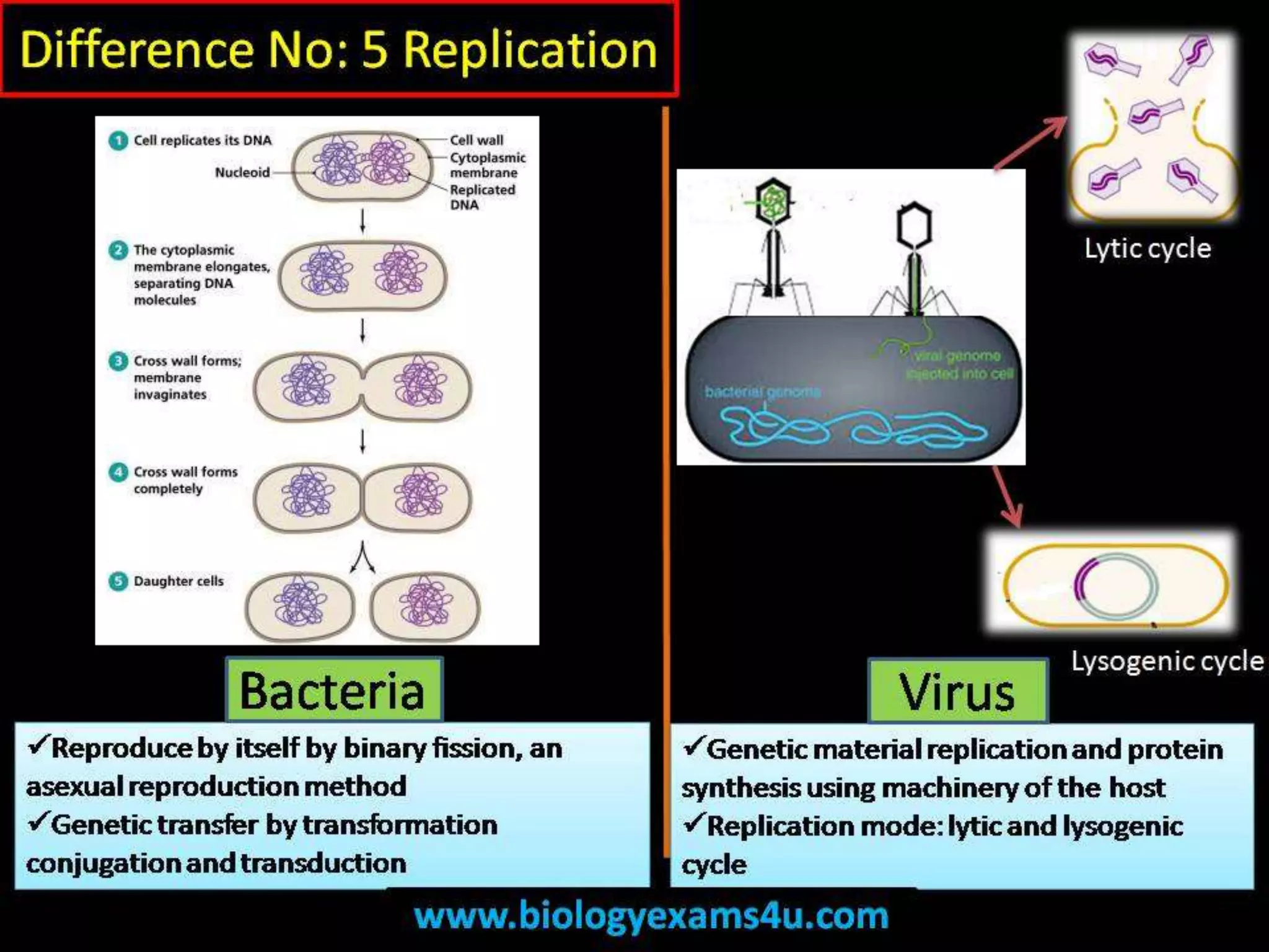 7 Major Differences between Virus and Bacteria (Virus vs bacteria) | PPTX