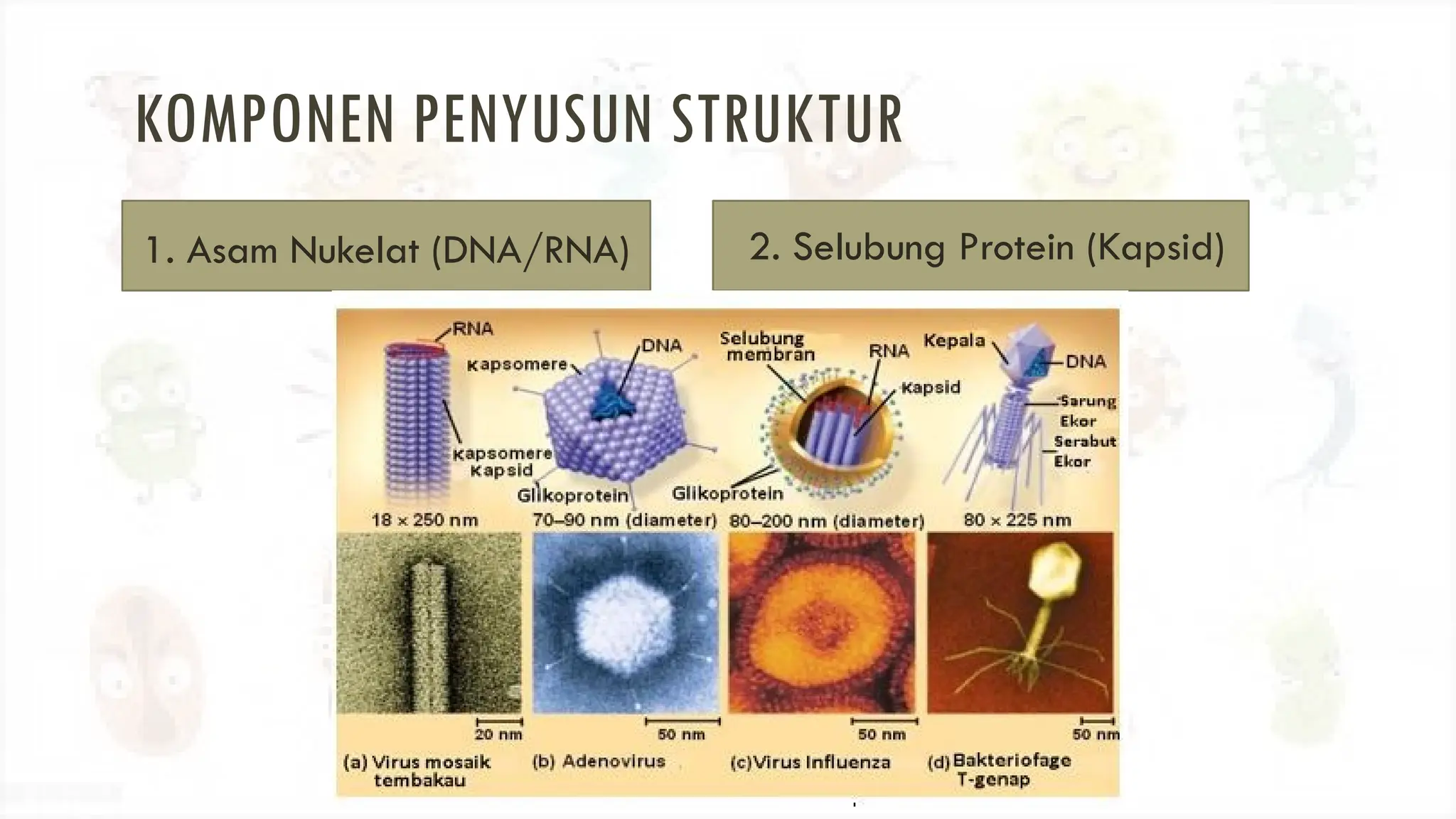 PPT Materi Virus untuk kelas X SMA/MA.pptx