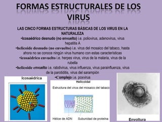 Virus y bacterias | PPTX
