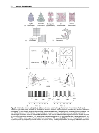 Vis 1--invertebrates-vision | PDF | Biological Sciences | Science