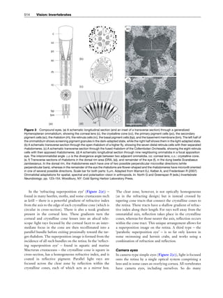 Vis 1--invertebrates-vision | PDF