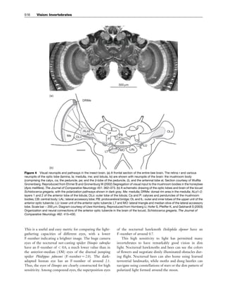 Vis 1--invertebrates-vision | PDF