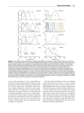Vis 1--invertebrates-vision | PDF