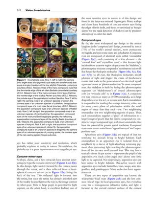 Vis 1--invertebrates-vision | PDF