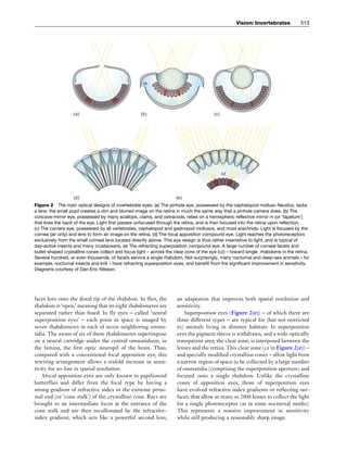 Vis 1--invertebrates-vision | PDF