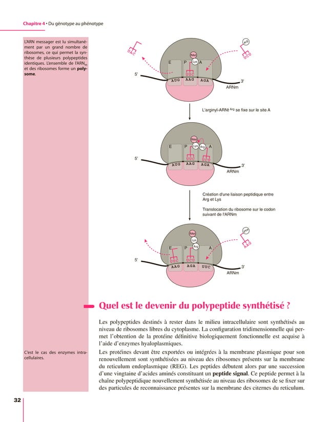 Visa pour le_pcem_1___biologie | PDF | Free Download