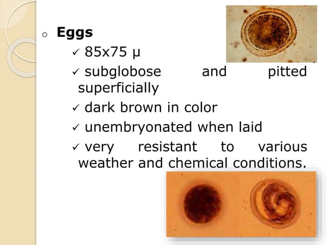 Visceral Larva Migrans | PPT