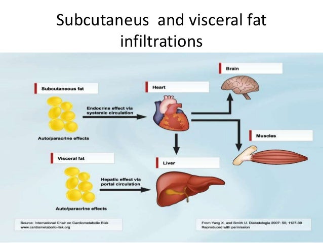 Visceral fat