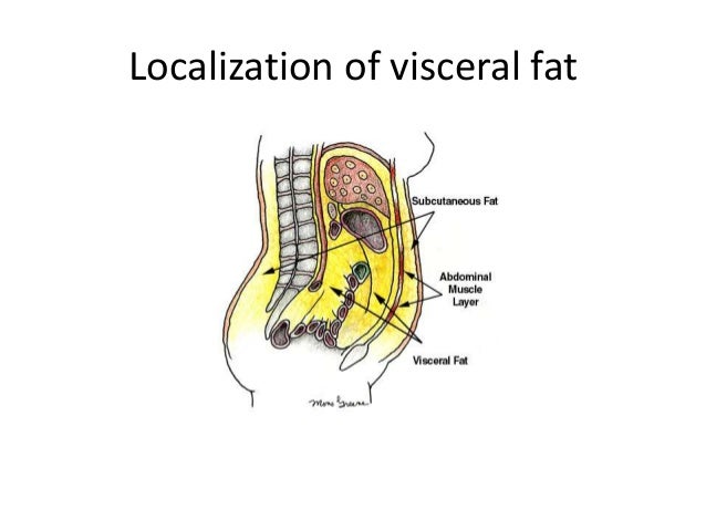 Visceral fat