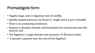 Visceral Leshmaniasis/ Kala- azar disease.pptx
