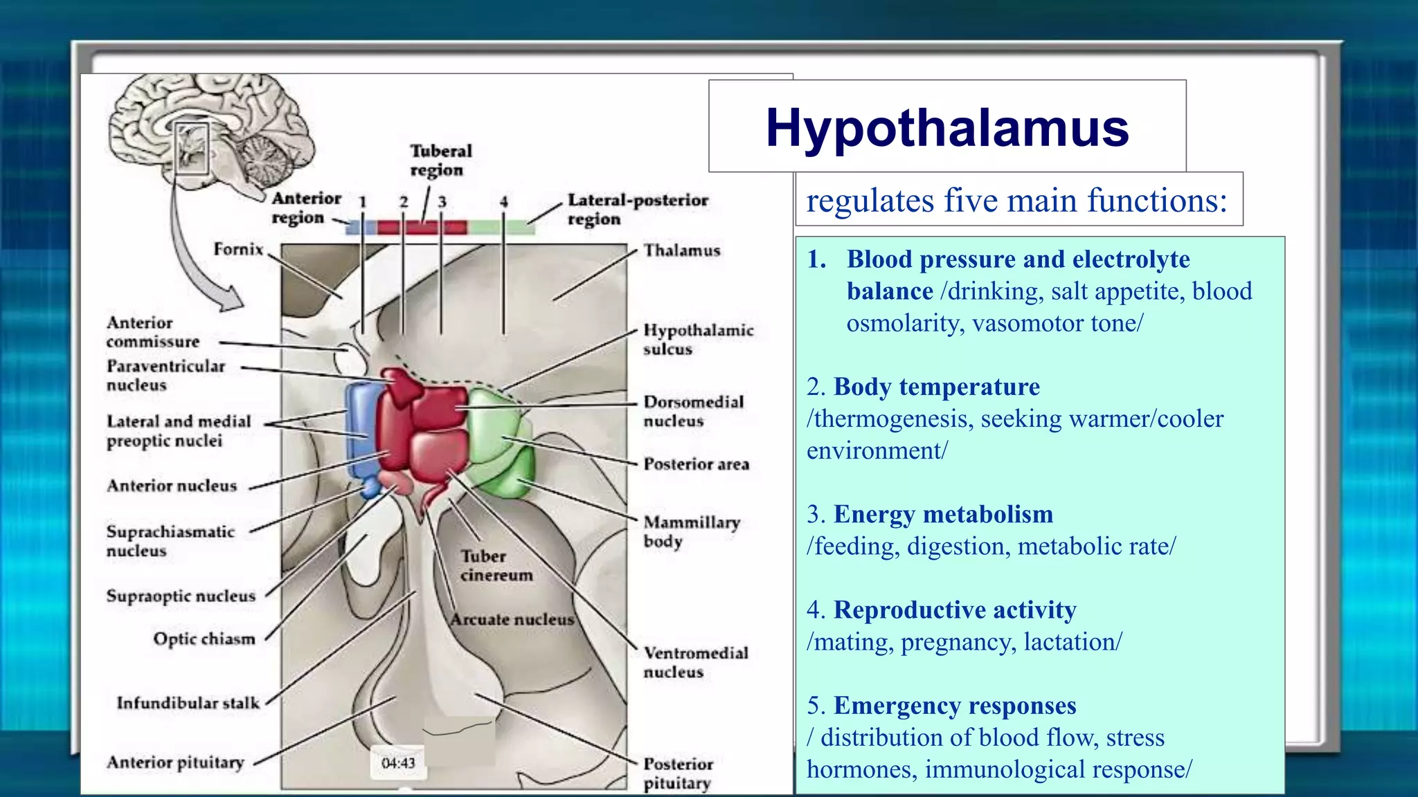Visceral motor system | PPT