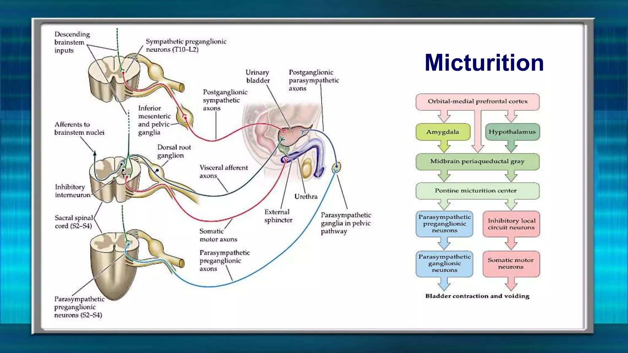 Visceral motor system | PPT