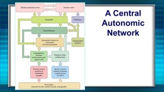 Visceral motor system | PPT