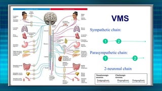 Visceral motor system | PPTX