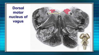 Visceral motor system | PPT