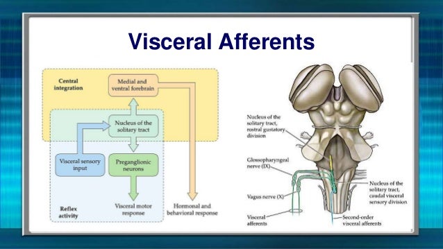 Visceral Motor