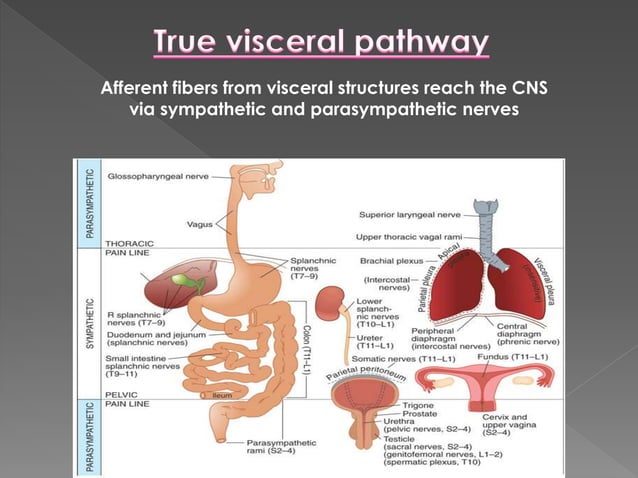 Visceral pain | PPTX