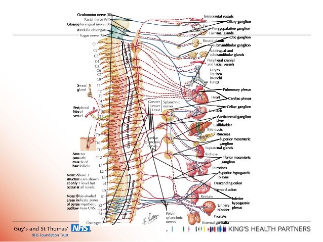 Visceral Referred Pain Chart Treatment
