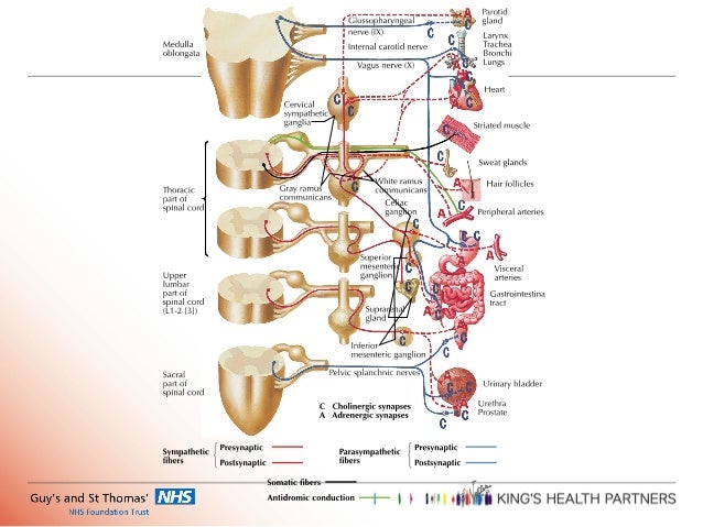 Visceral Referred Pain Chart Treatment