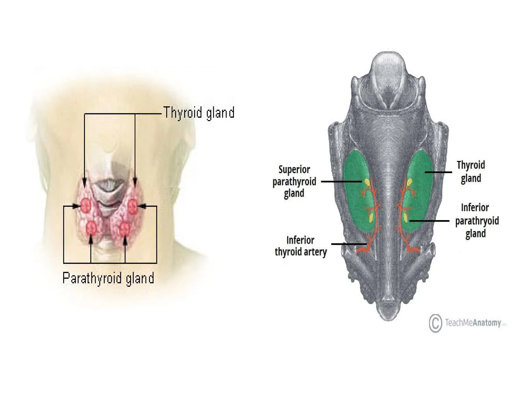 Gross Anatomy, Navigating the neck:A deep dive into Visceral Anatomy. | PPT