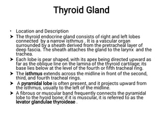 Gross Anatomy, Navigating the neck:A deep dive into Visceral Anatomy. | PPT