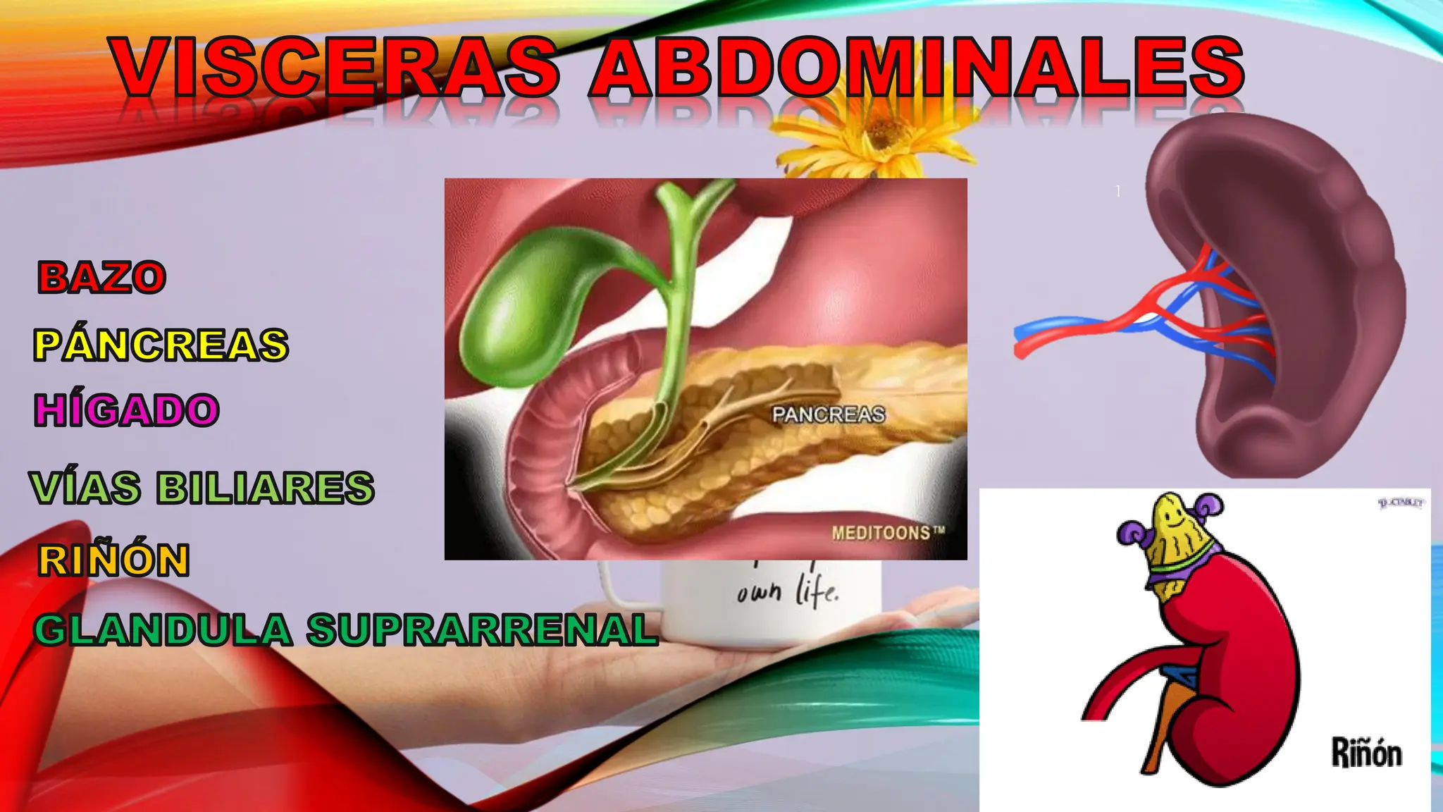 VISCERAS ABDOMINALES BASADOO EN MOORE ANATOMIA | PDF