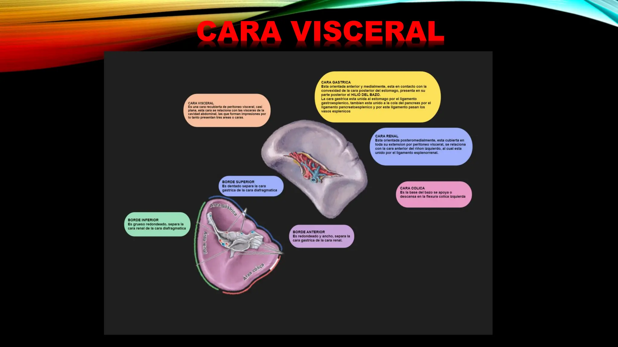 VISCERAS ABDOMINALES BASADOO EN MOORE ANATOMIA | PDF
