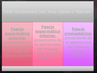 Visceras de la pelvis anatomia | PPTX