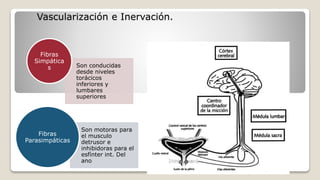 VISCERAS PELVICAS 1. anatomia humana segundo semestre | PPTX