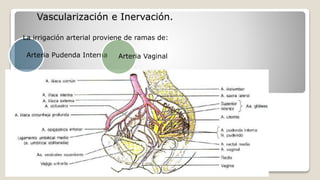 VISCERAS PELVICAS 1. anatomia humana segundo semestre | PPTX