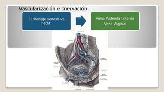 VISCERAS PELVICAS 1. anatomia humana segundo semestre | PPTX