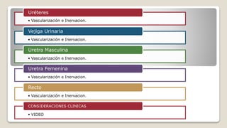 VISCERAS PELVICAS 1. anatomia humana segundo semestre | PPTX