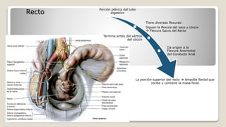 VISCERAS PELVICAS 1. anatomia humana segundo semestre | PPTX