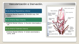 VISCERAS PELVICAS 1. anatomia humana segundo semestre | PPTX