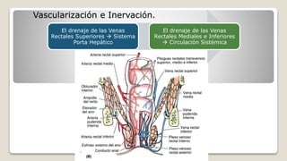 VISCERAS PELVICAS 1. anatomia humana segundo semestre | PPTX
