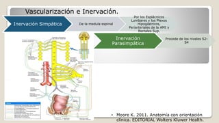 VISCERAS PELVICAS 1. anatomia humana segundo semestre | PPTX