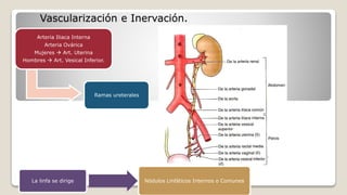 VISCERAS PELVICAS 1. anatomia humana segundo semestre | PPTX