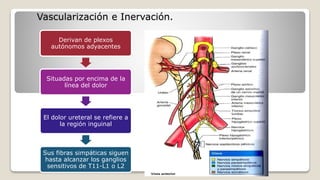 VISCERAS PELVICAS 1. anatomia humana segundo semestre | PPTX