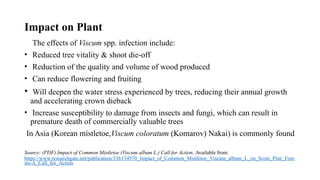Introduction to Viscum (Mistletoe)..pptx