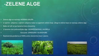 Visećelijske alge | PPTX