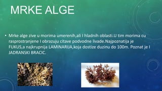 Visećelijske alge | PPTX